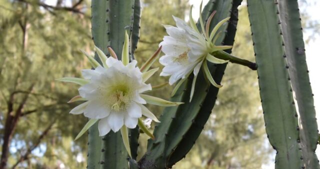 What is San Pedro Ceremony - DOSE